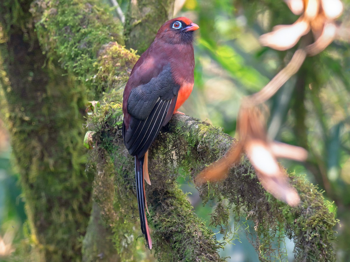 Ward's Trogon - Harpactes wardi - Birds of the World