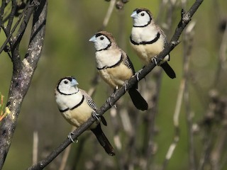Double-barred Finch - Stizoptera bichenovii - Birds of the World