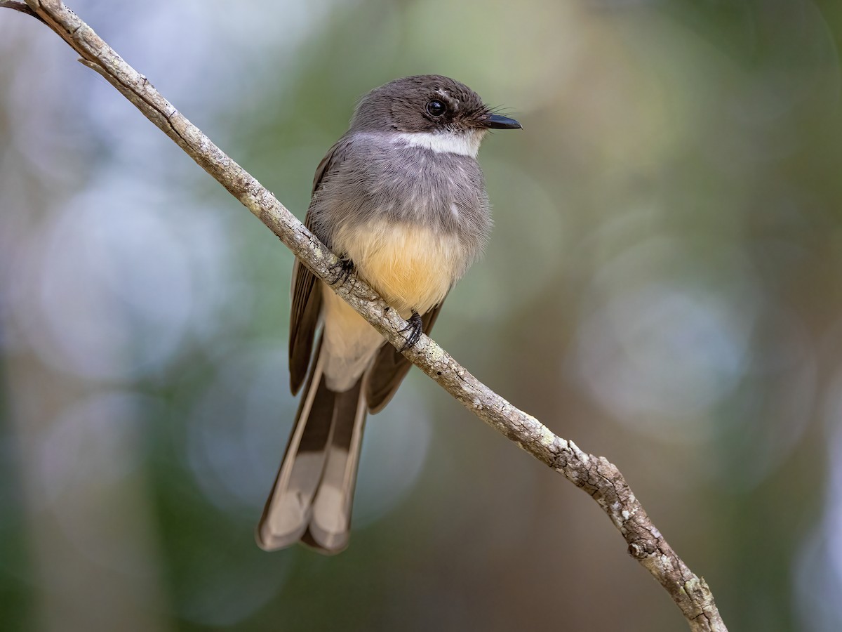 Northern Fantail - Rhipidura rufiventris - Birds of the World