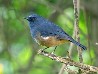 Nilgiri Sholakili - Sholicola major - Birds of the World