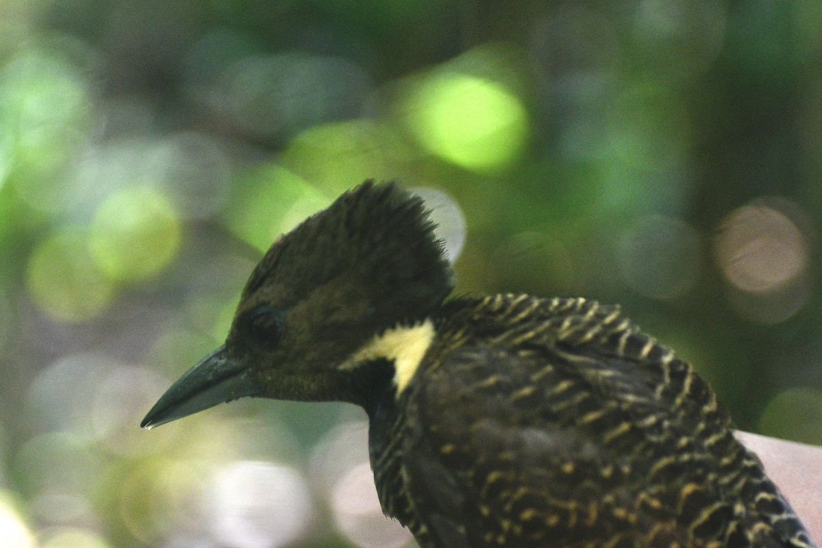 eBird Checklist - 19 Jun 2022 - Danum Valley Field Centre (DVFC) - 53 ...