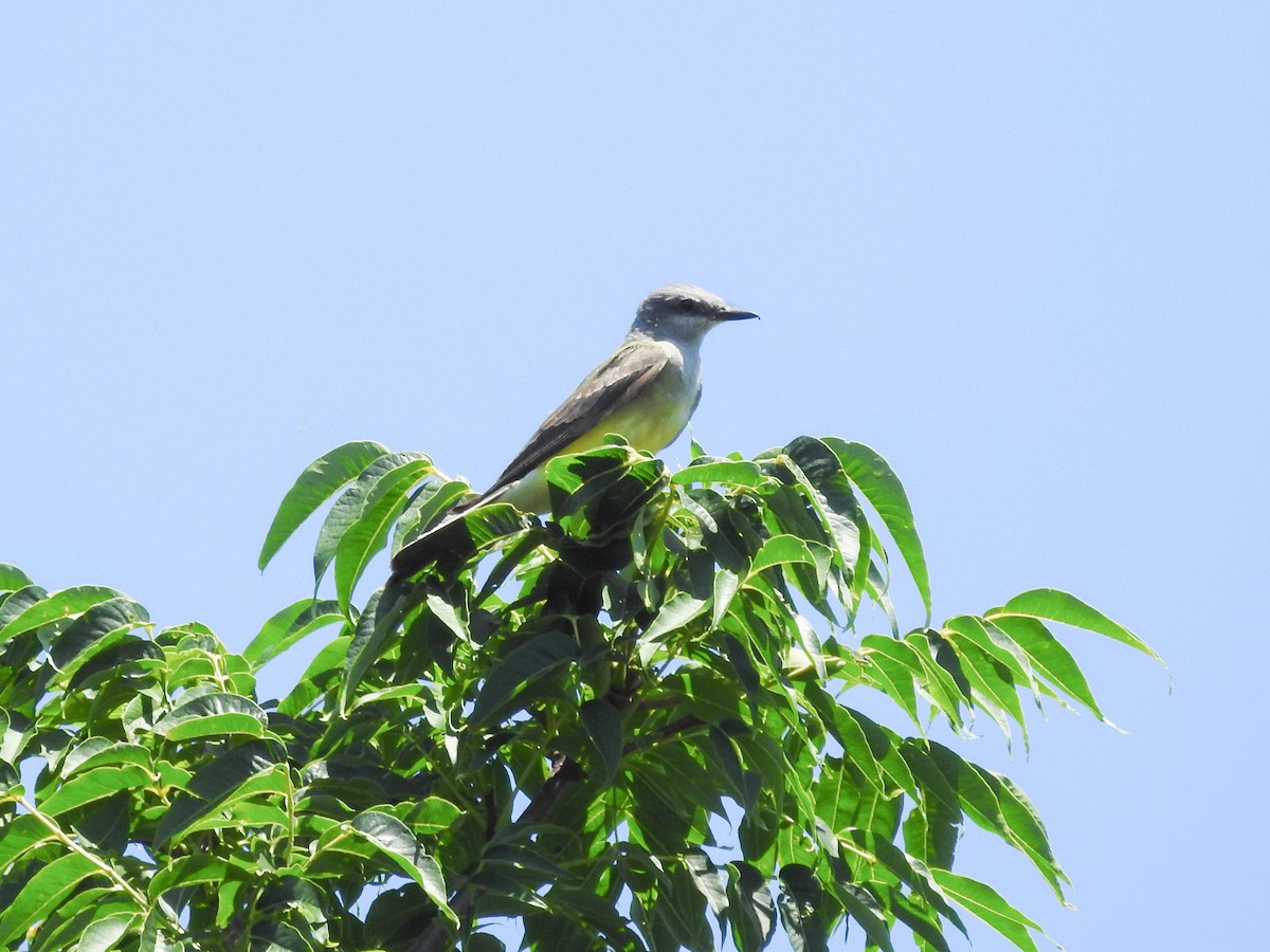 eBird Checklist - 18 Jul 2022 - Montrose Point Bird Sanctuary, Lincoln ...