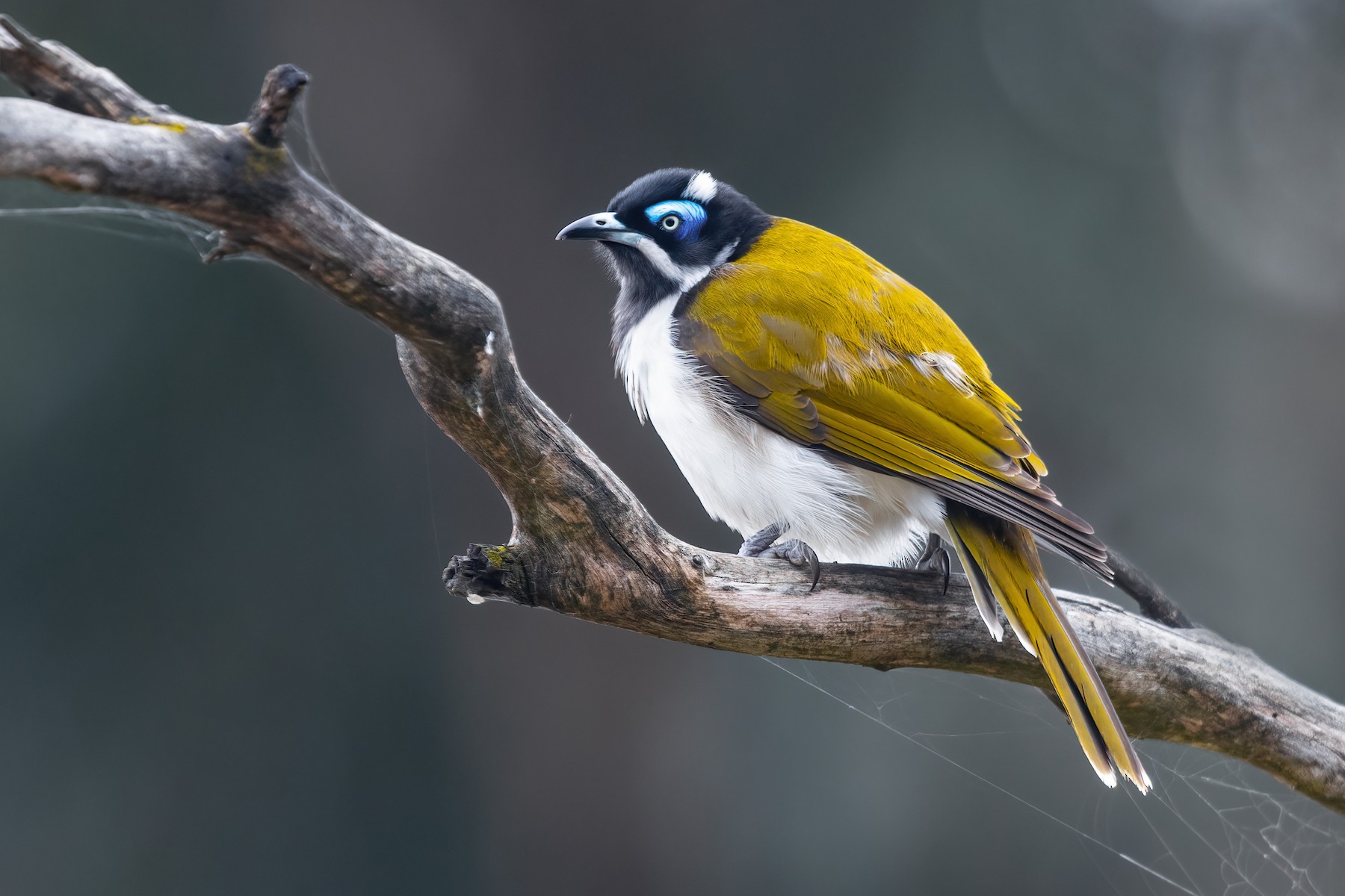 Blue-faced Honeyeater (Blue-faced) - eBird