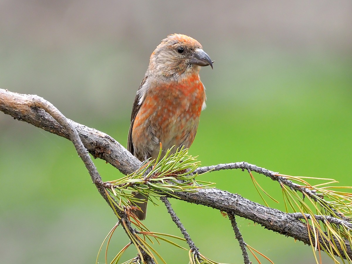 Cassia Crossbill - Loxia sinesciuris - Birds of the World