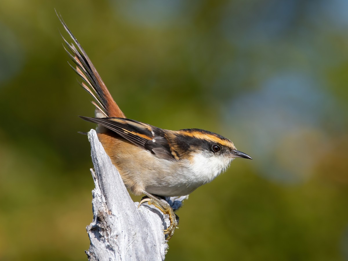 Thorn-tailed Rayadito - Aphrastura spinicauda - Birds of the World