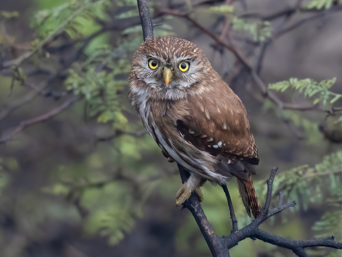 Peruvian Pygmy-Owl - Glaucidium peruanum - Birds of the World