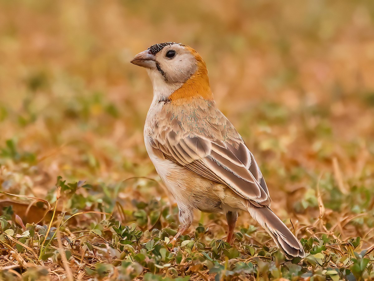 Speckle-fronted Weaver - Sporopipes frontalis - Birds of the World