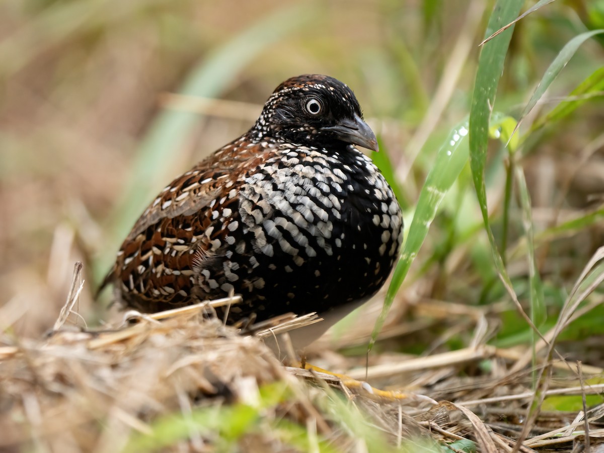 Black-breasted Buttonquail - Turnix melanogaster - Birds of the World