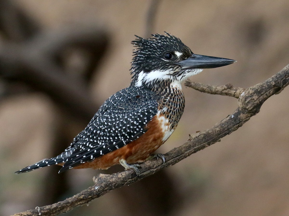 Giant Kingfisher - Megaceryle maxima - Birds of the World