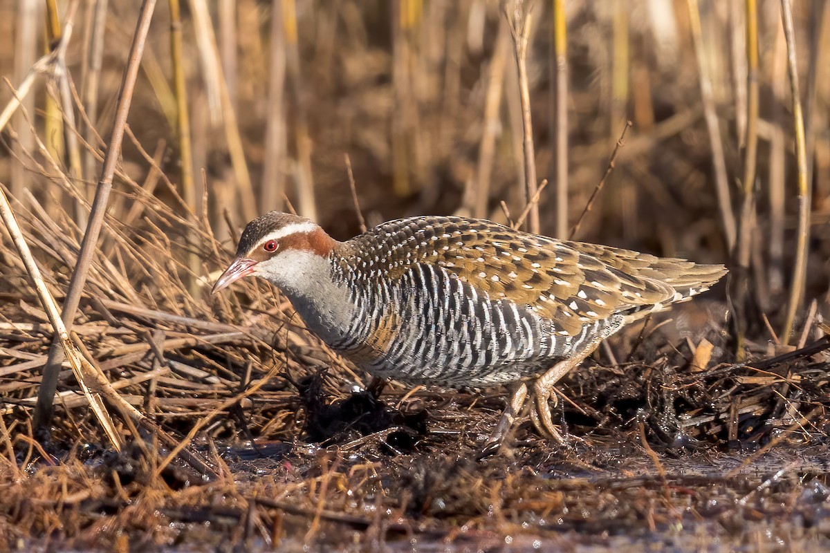 eBird Checklist - 19 Jul 2022 - Panboola Wetlands - 29 species
