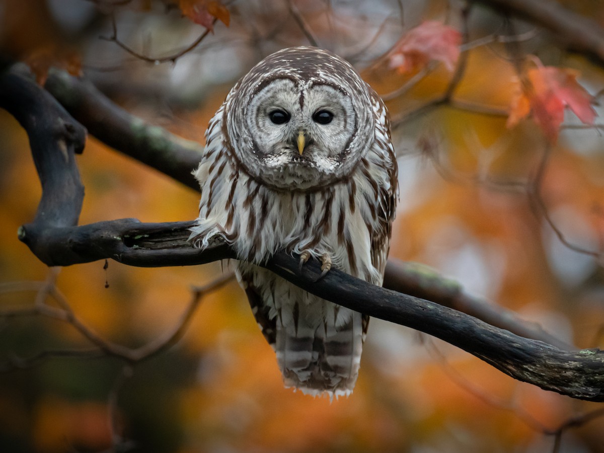 Barred Owl - Strix varia - Birds of the World