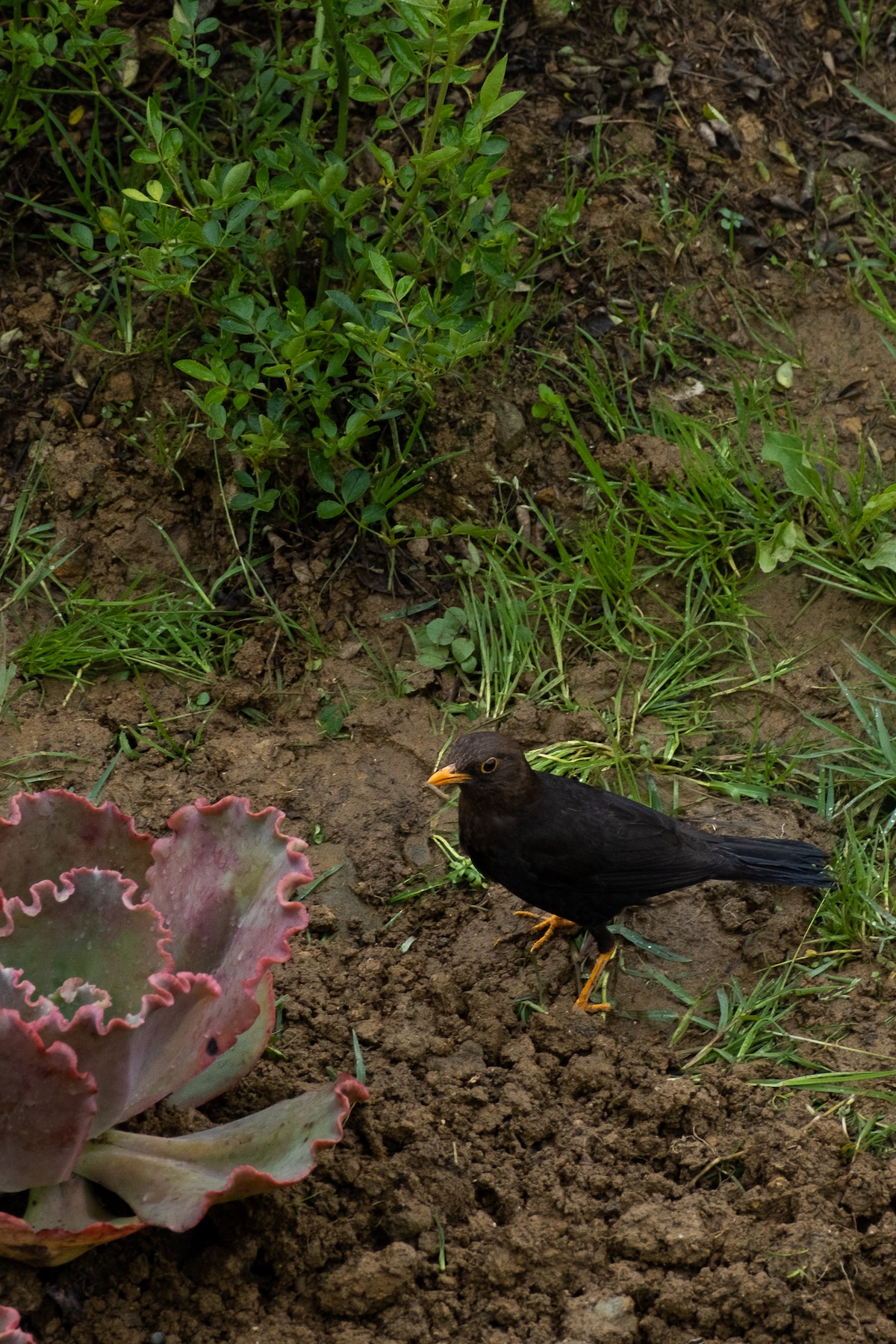 Island Thrush (Luzon) - eBird