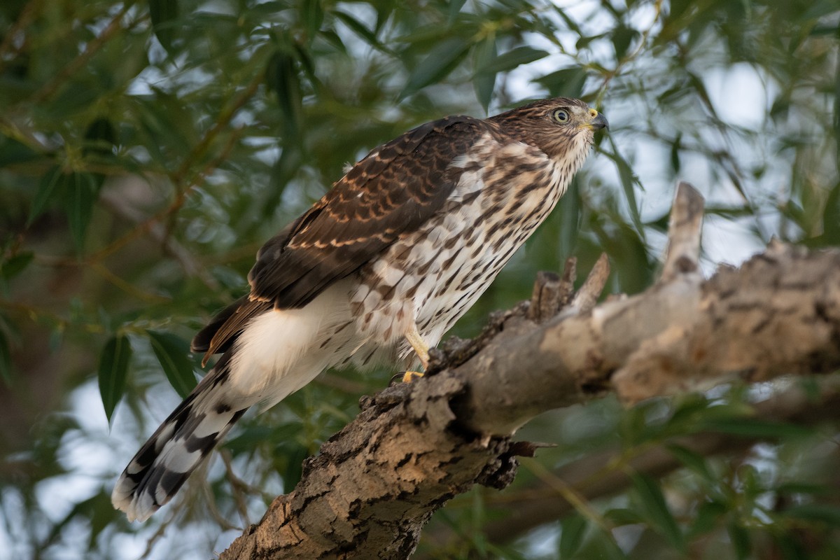 ML468503141 Cooper's Hawk Macaulay Library