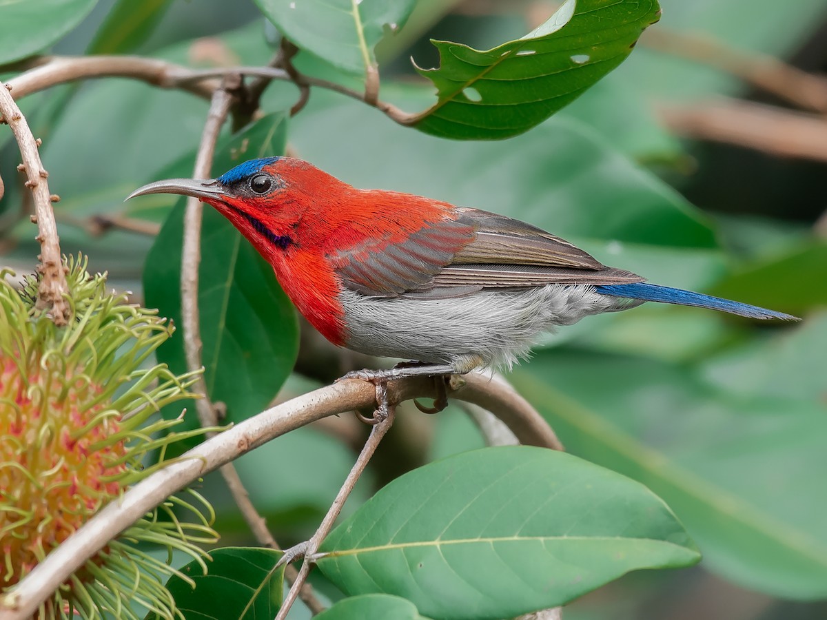 Crimson Sunbird - Aethopyga siparaja - Birds of the World