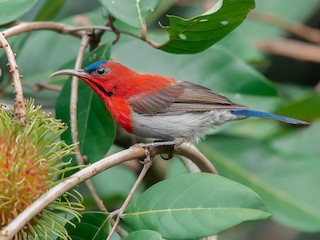 Crimson Sunbird - Aethopyga siparaja - Birds of the World