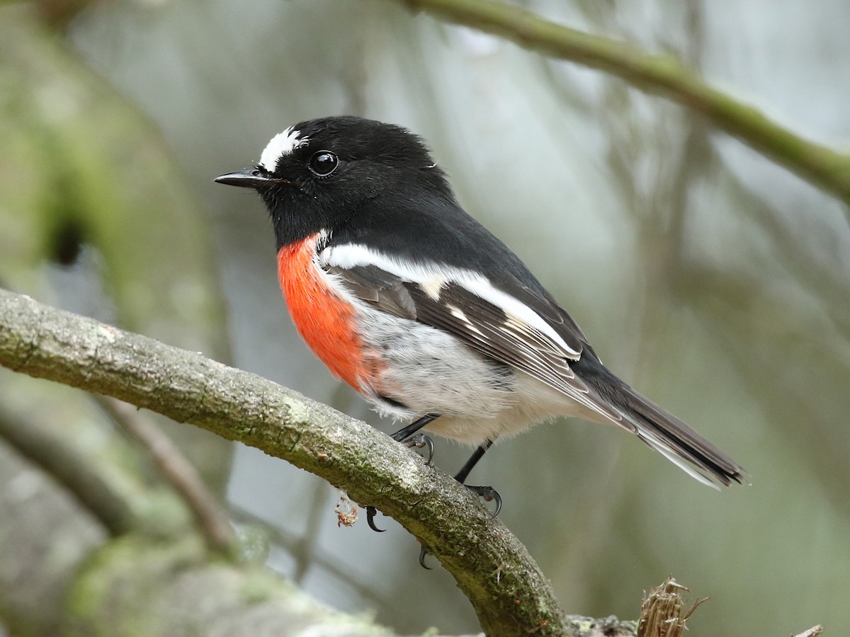 Scarlet Robin - Petroica boodang - Birds of the World