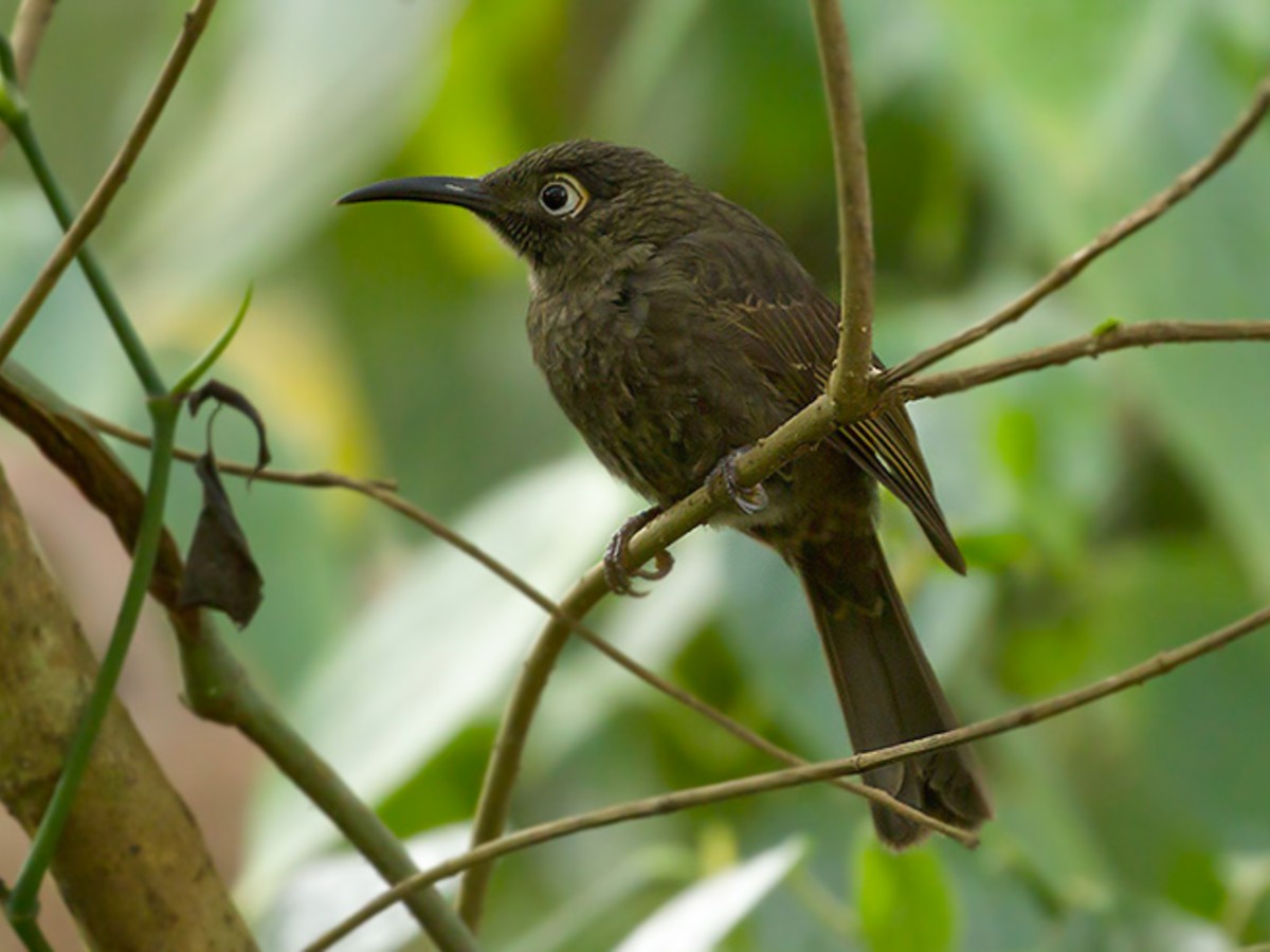 Dark-eared Myza - Myza celebensis - Birds of the World