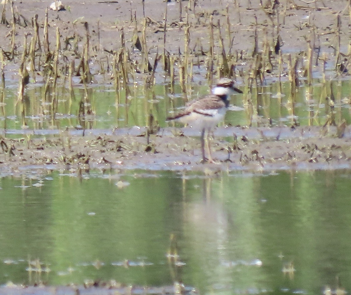 eBird Checklist - 19 Jul 2022 - Big Muddy NFWR--Cora Island Unit - 22 ...