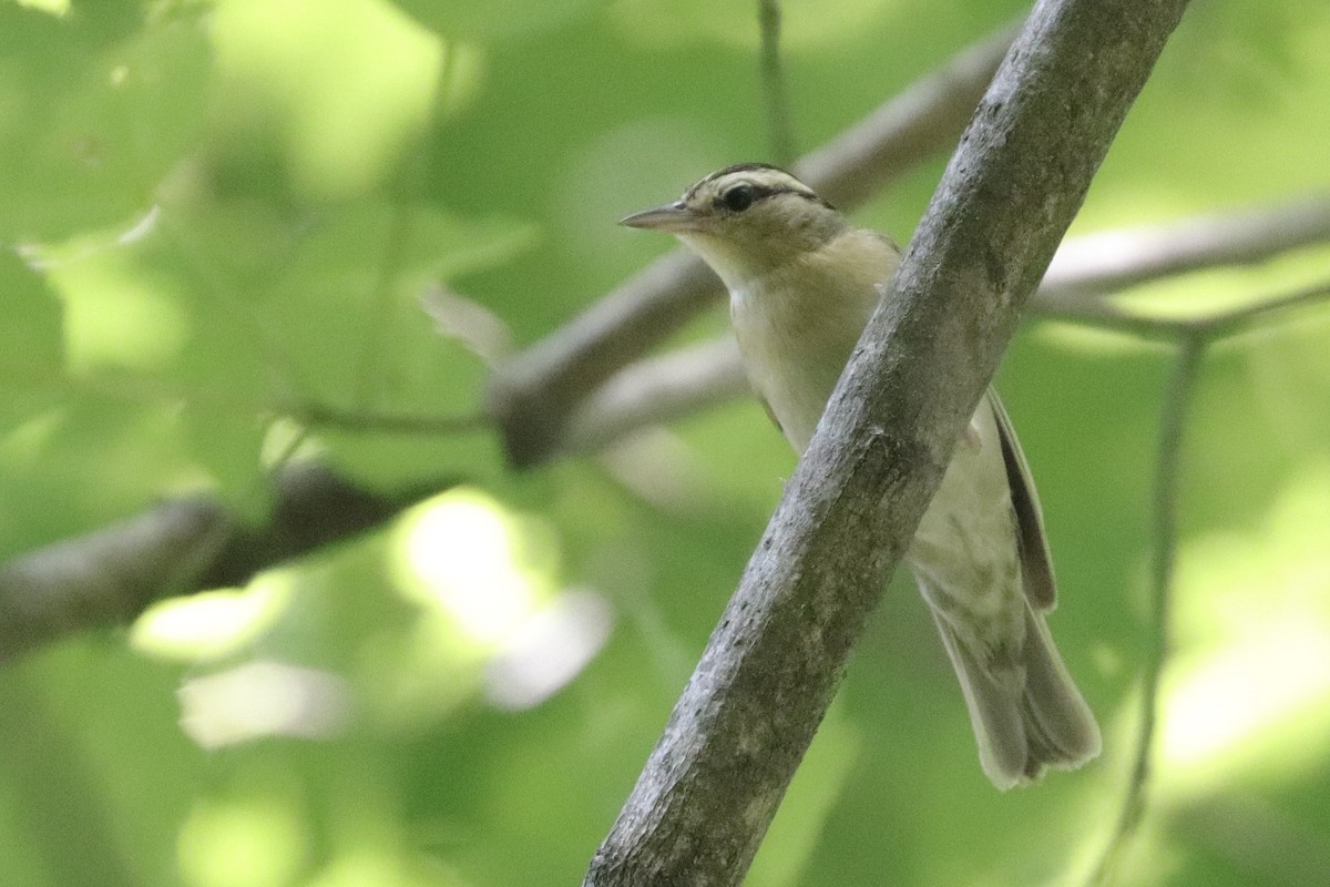 North Carolina Bird Atlas Checklist - 17 Jun 2022 - Bald Eagle Trail - 35 species