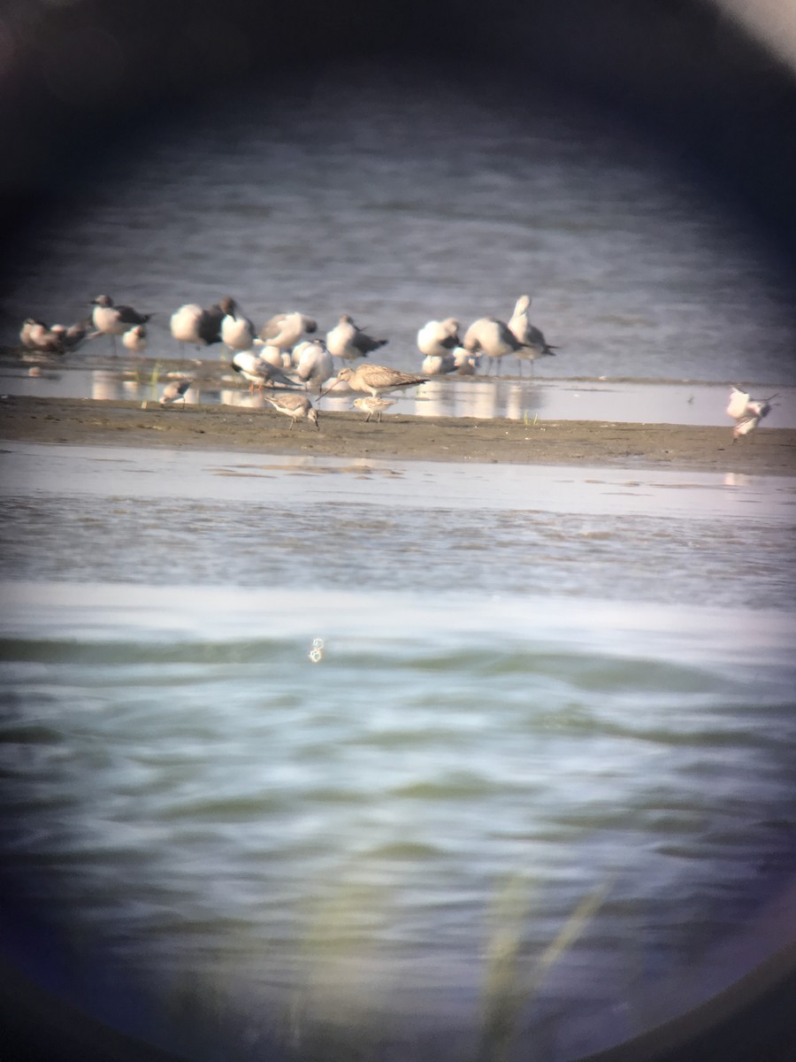 ML468735771 - Bar-tailed Godwit - Macaulay Library