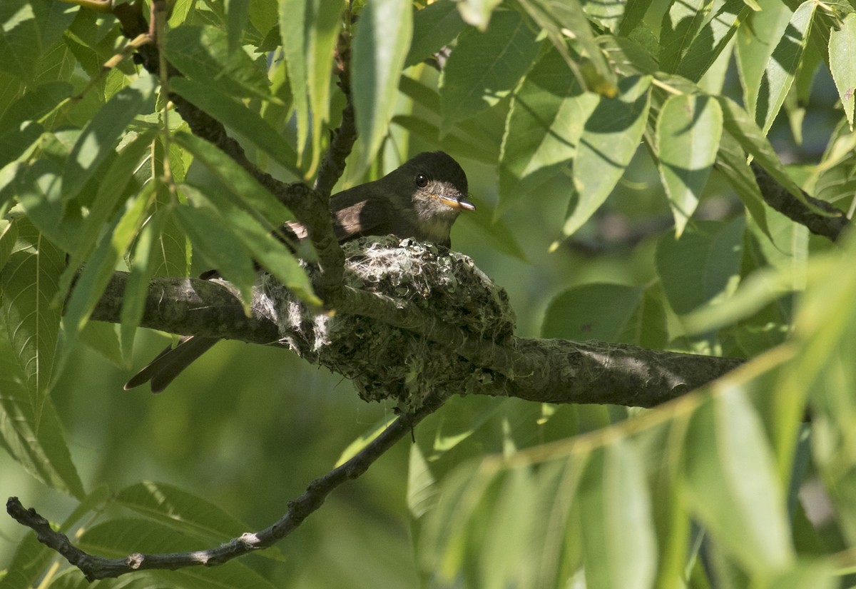 Maryland-DC Breeding Bird Atlas Checklist - 20 Jul 2022 - Quinn Road ...
