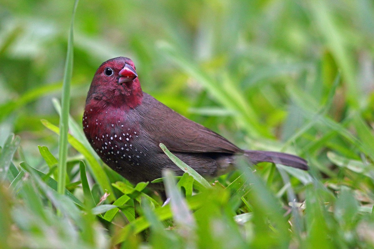 Brown Firefinch - Lagonosticta nitidula - Birds of the World