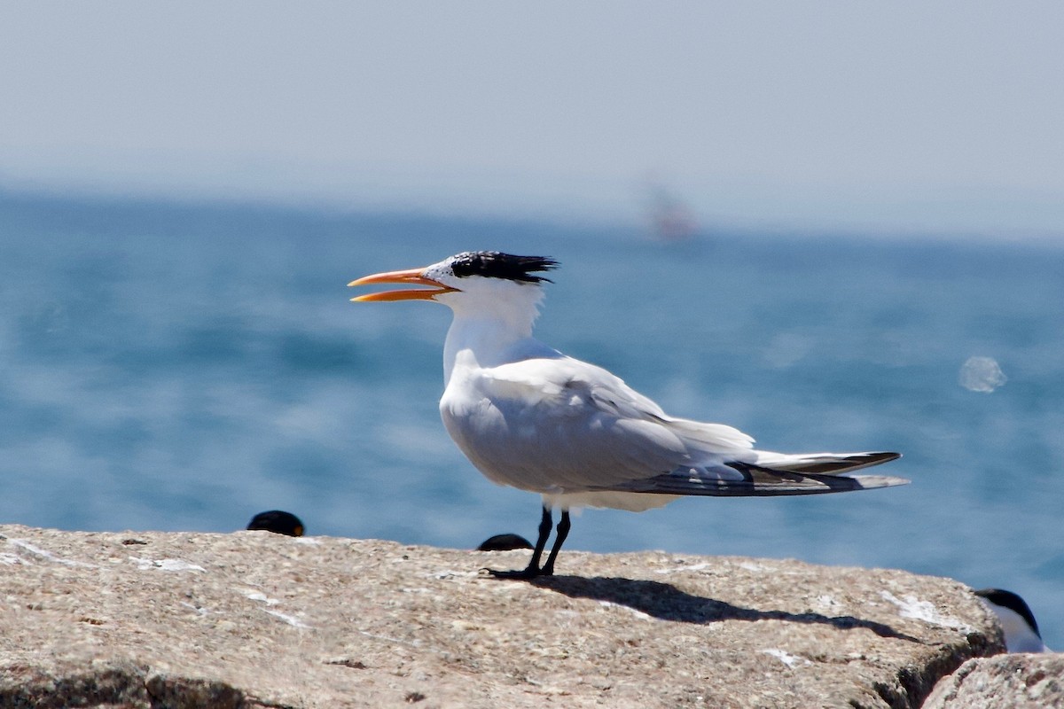 eBird Checklist - 20 Jul 2022 - Breezy Point Tip - 24 species