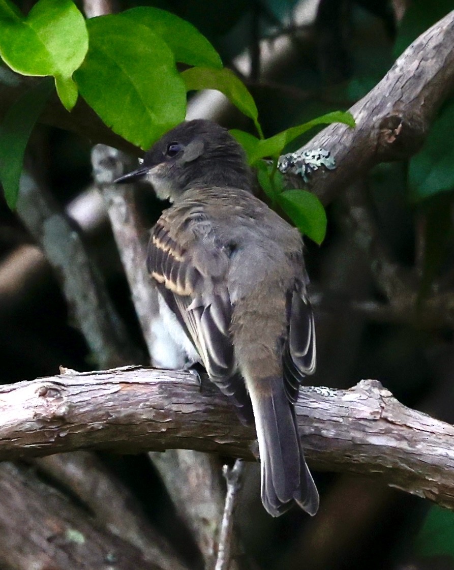 eBird Checklist - 21 Jul 2022 - Windswept Cranberry Bogs - 20 species