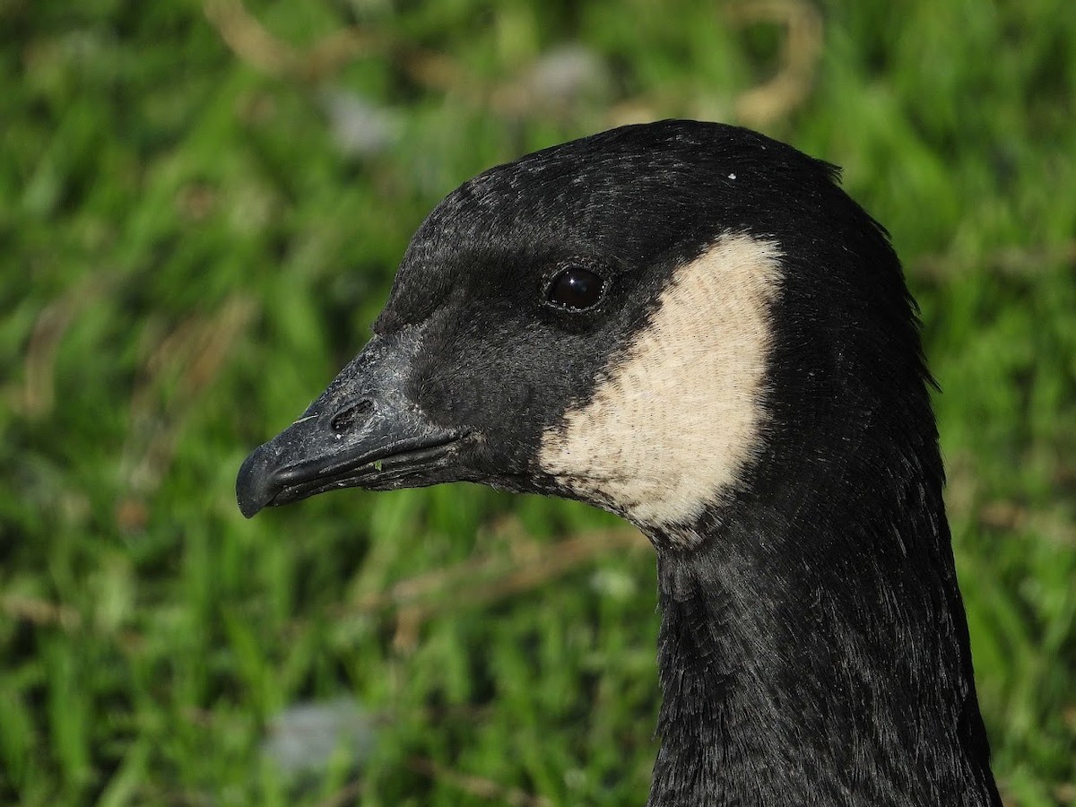 ML468972661 - Cackling Goose (Aleutian) - Macaulay Library