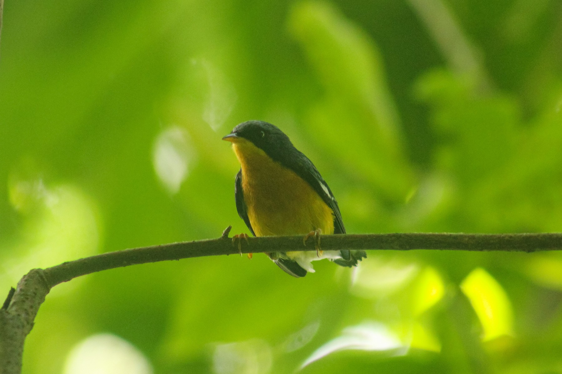 Chipe Tropical (cirrha) - eBird