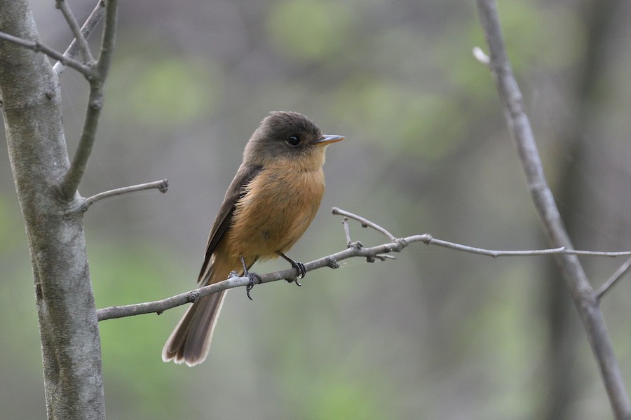 Lesser Antillean Pewee (St. Lucia) - eBird