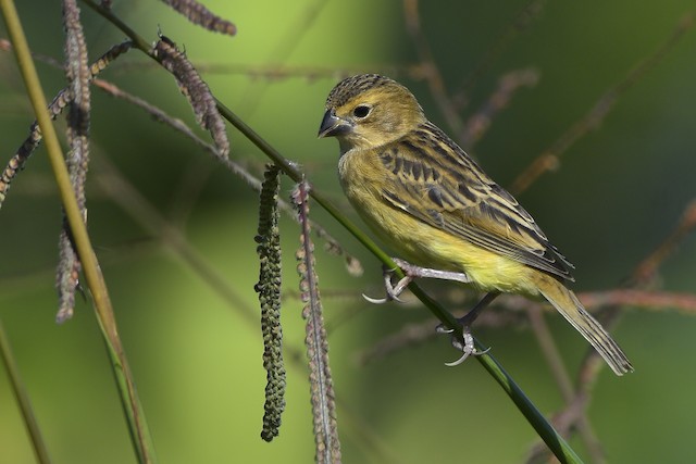 Grassland Yellow Finch