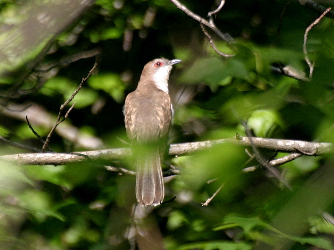 eBird Checklist - 17 May 2006 - Cochran Shoals Unit - 4 species