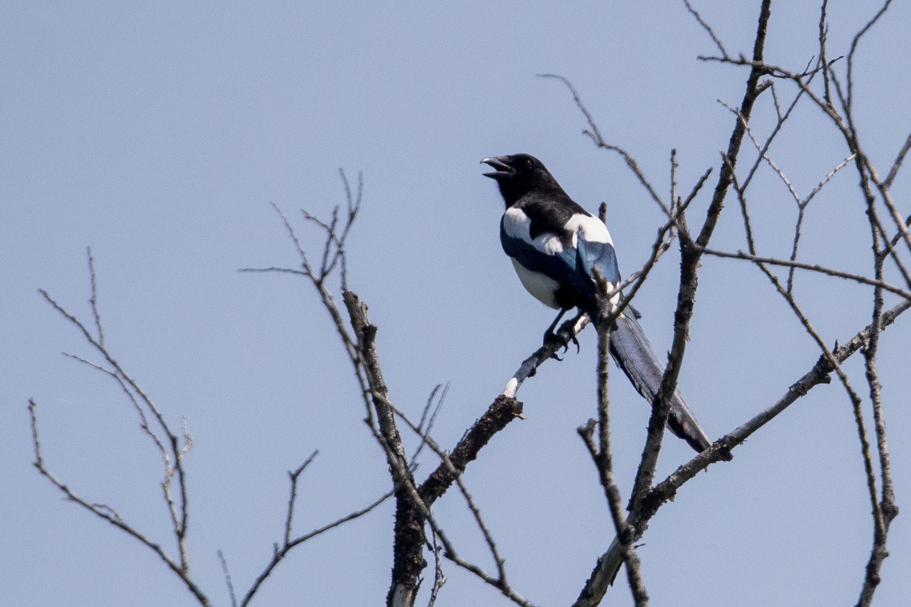 Eurasian Magpie (Kamchatkan) - eBird
