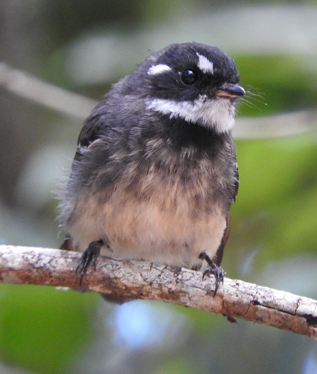 eBird Checklist - 29 Jan 2017 - Paluma Region - 24 species