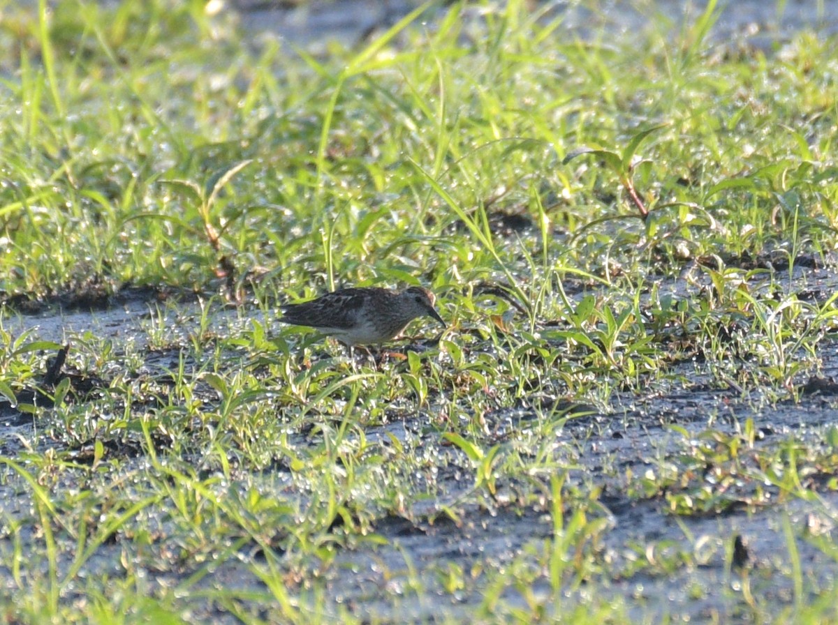 Mass Audubon eBird Checklist - 23 Jul 2022 - Great Meadows NWR--Concord ...