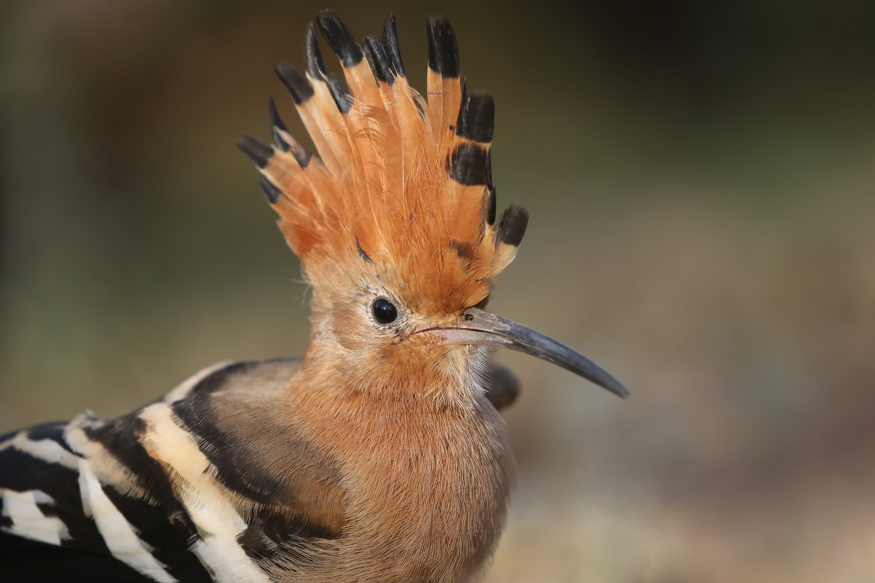Eurasian Hoopoe (African) - eBird