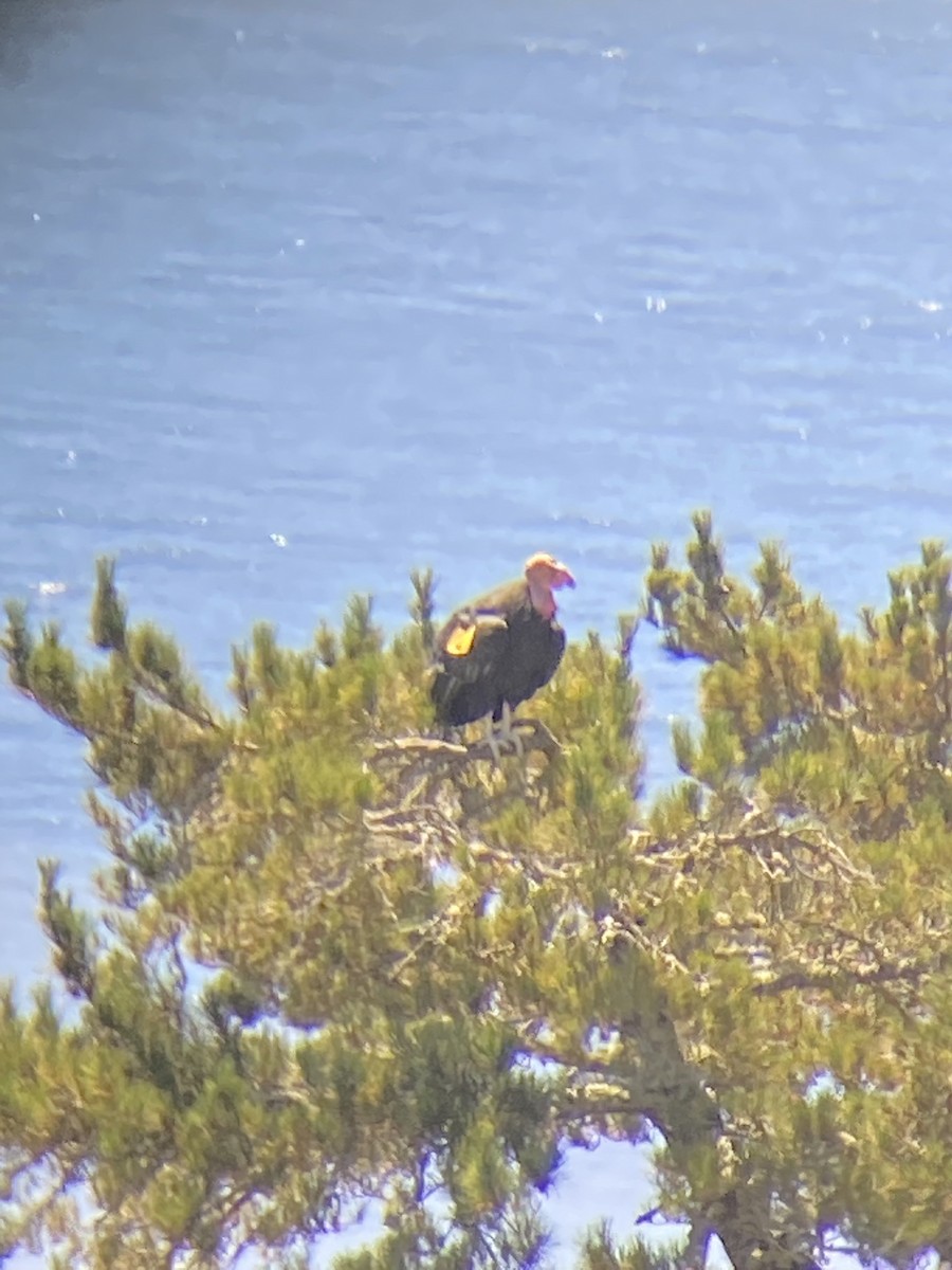 eBird Checklist - 22 Jul 2022 - Big Sur coast--Grimes Pt. - 2 species