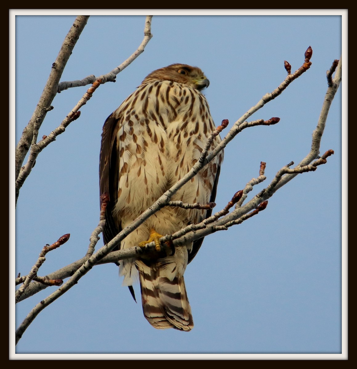 Cooper's Hawk/American Goshawk - eBird