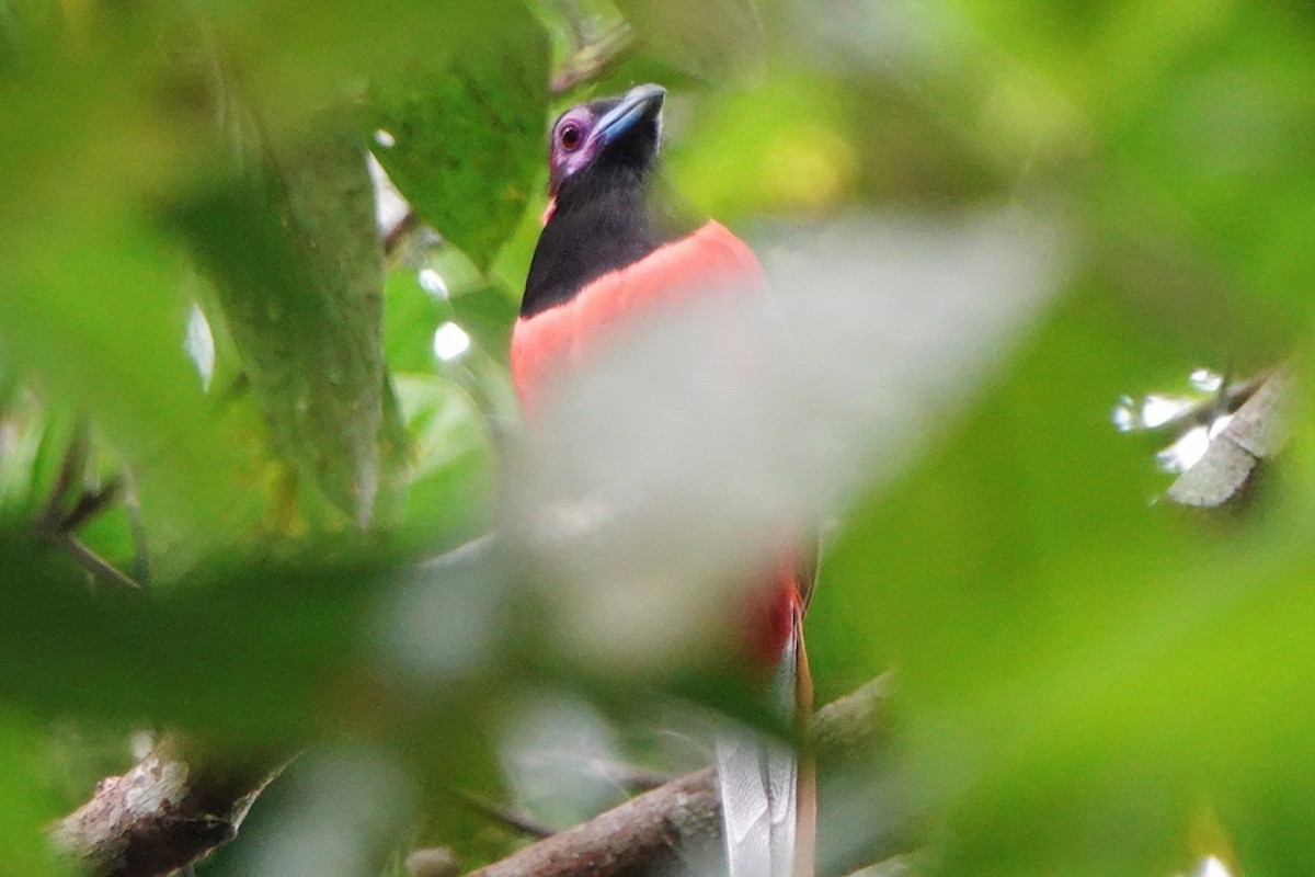 eBird Checklist - 18 Jul 2022 - Ulu Temburong NP (general area) - 16 ...