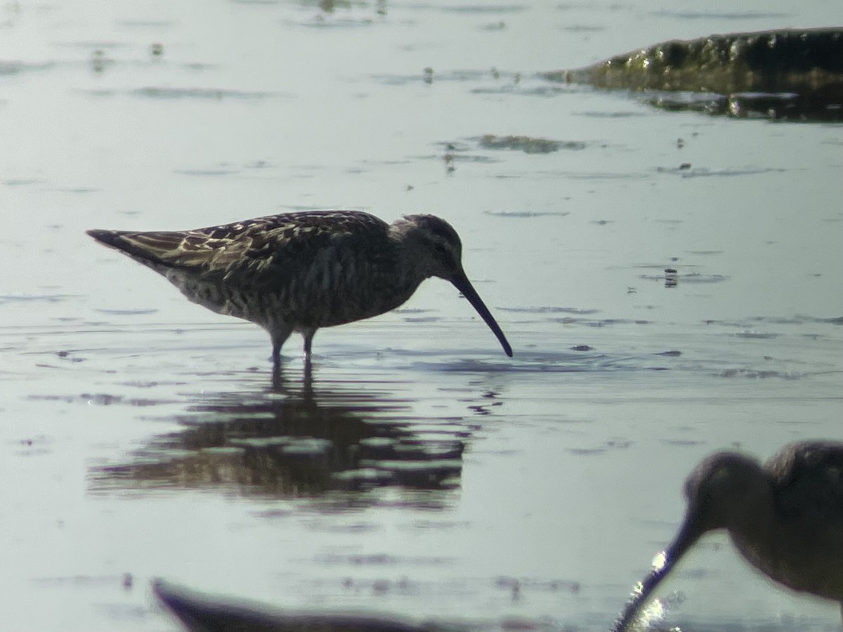 eBird Checklist - 23 Jul 2022 - Hampton Salt Marsh Conservation Area ...