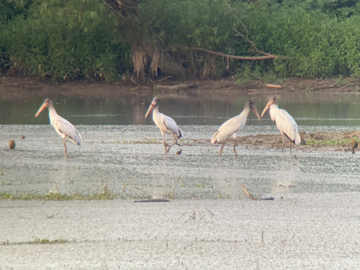 ML469677911 - Wood Stork - Macaulay Library