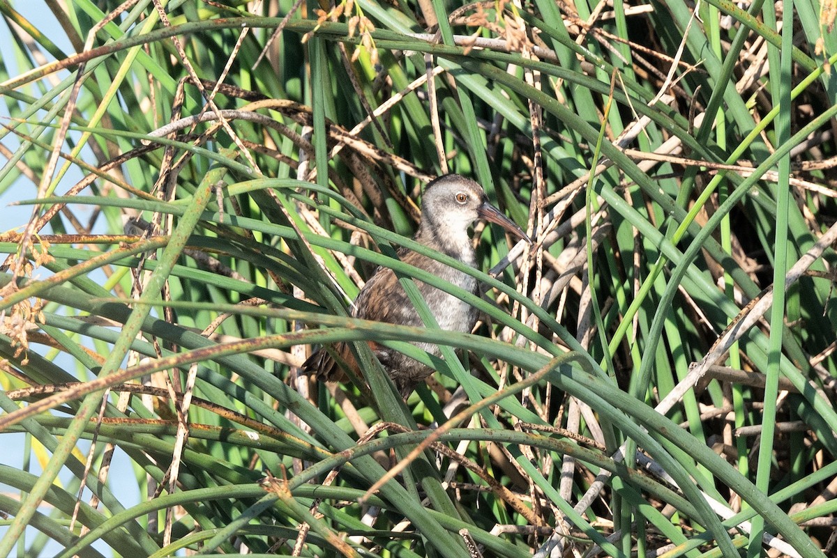 eBird Checklist - 20 Jul 2022 - Frank Shoemaker Marsh - 23 species