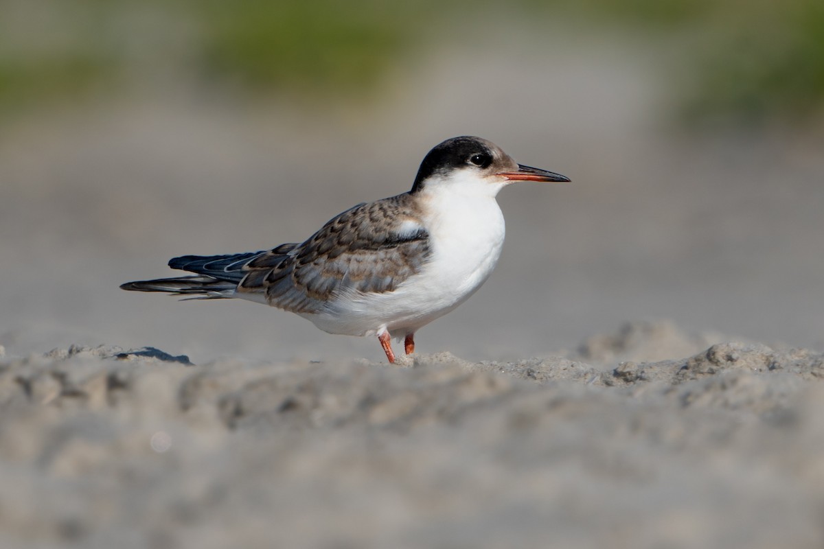 ML469838731 Common Tern Macaulay Library