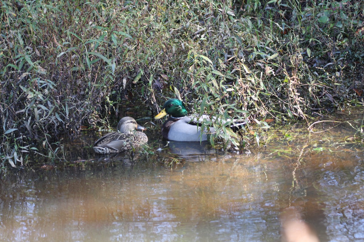 eBird Checklist - 21 Oct 2008 - Cochran Shoals Unit - 4 species