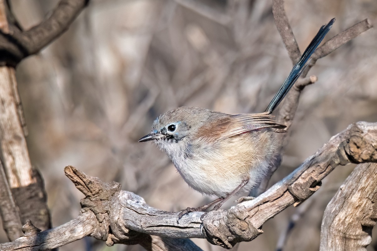 eBird Checklist - 4 Jul 2022 - Whyalla Conservation Park - 17 species