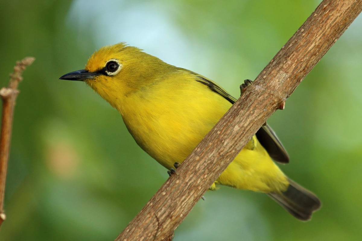 Pemba White-eye - Zosterops vaughani - Birds of the World
