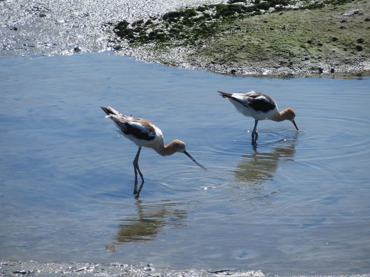 eBird Checklist - 24 Jul 2022 - Palo Alto Baylands - 22 species (+1 ...