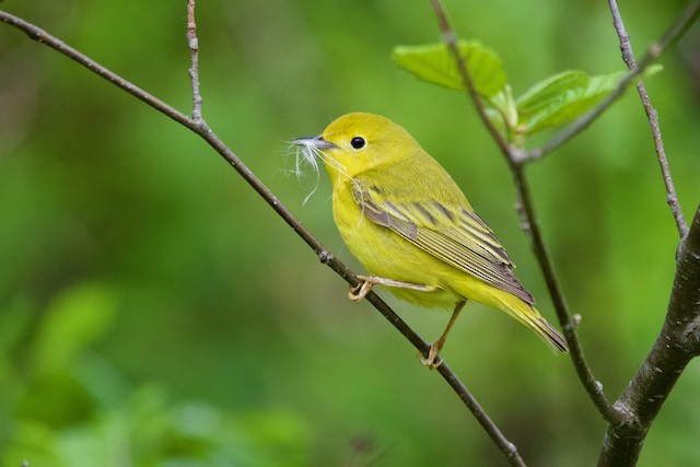 Maine Birding