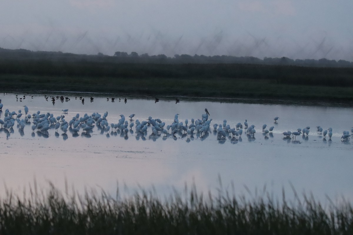 ML470011411 - Snowy Egret - Macaulay Library